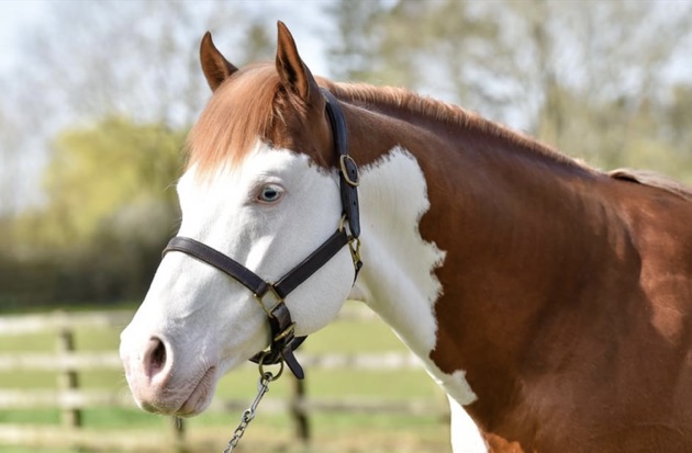 Junior By "Awesome Andy" | Parkheath Stud